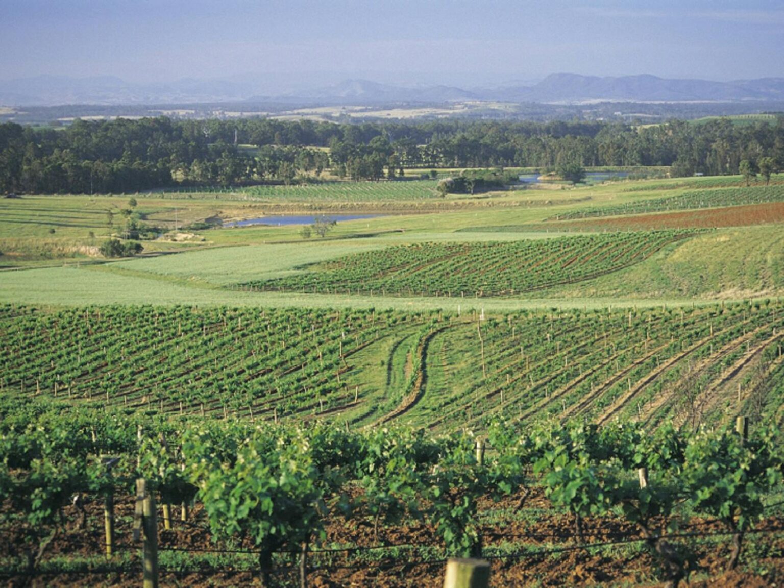 Singleton | Singleton Hunter Valley