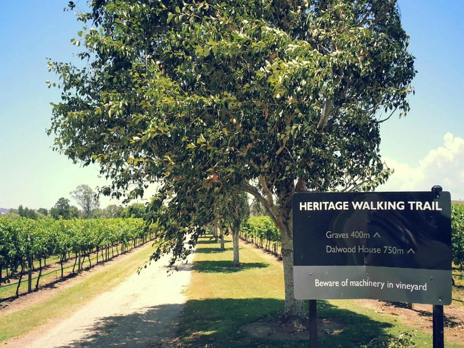 Wombat Crossing Vineyard | Singleton Hunter Valley